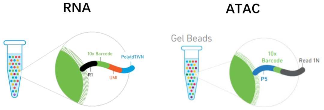 scATAC-seq建库原理，质控方法和新R包Signac的使用-CSDN博客
