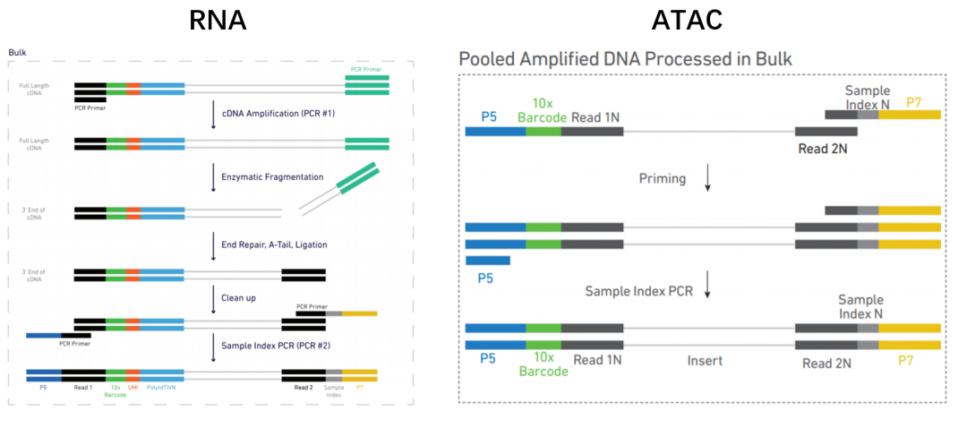 scATAC-seq建库原理，质控方法和新R包Signac的使用-CSDN博客