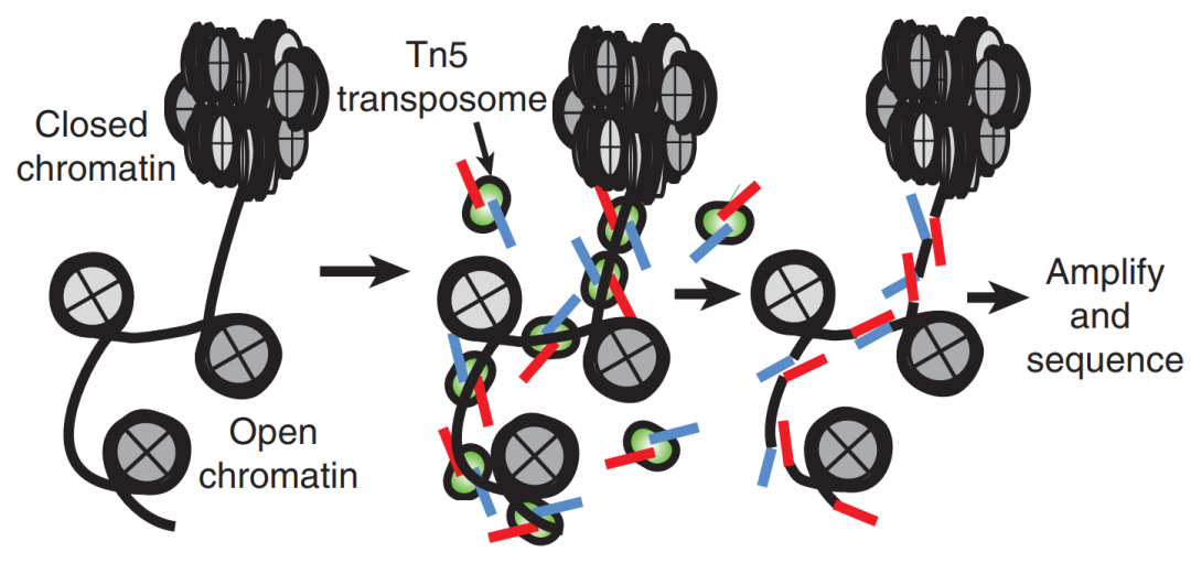 scATAC-seq建库原理，质控方法和新R包Signac的使用-CSDN博客