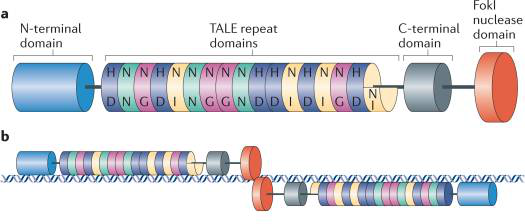 【生物】基因编辑研究方向全面盘点，一文带你了解基因魔剪的前世今生-CSDN博客