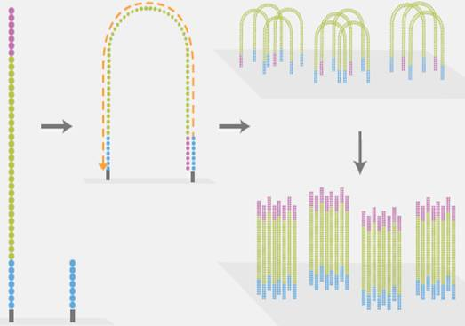 学习全基因组测序数据分析1：测序技术-CSDN博客