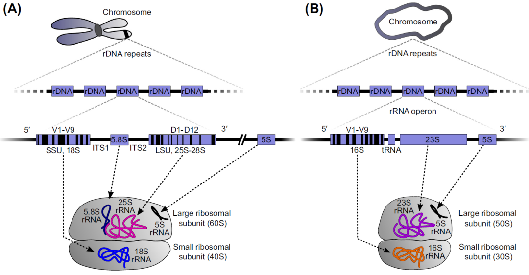 TiM：rDNA拷贝数的种内变化影响微生物群落分析吗?-CSDN博客
