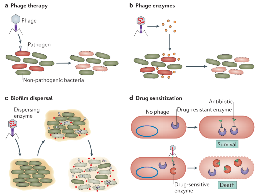 Nature综述：噬菌体的百年研究-CSDN博客