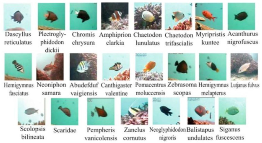 用深度学习识别海洋生物？飞桨轻松完成挑战！-CSDN博客