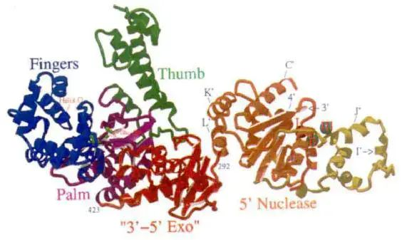 从零开始学PCR技术（二）：Taq DNA酶 - 忆云竹