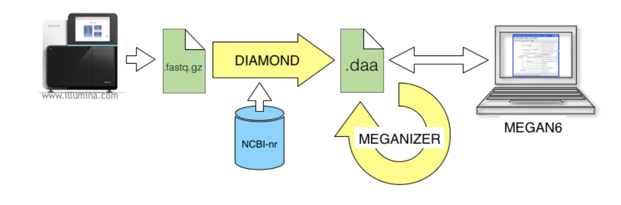 宏基因组注释和可视化神器MEGAN入门_megan软件-CSDN博客