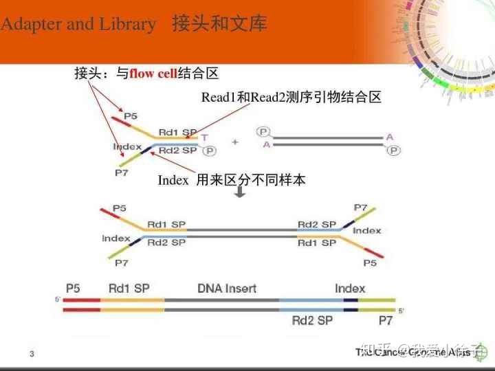 测序技术的一些原理理解（sanger测序与illumina测序）_sanger酶法测序名词解释-CSDN博客